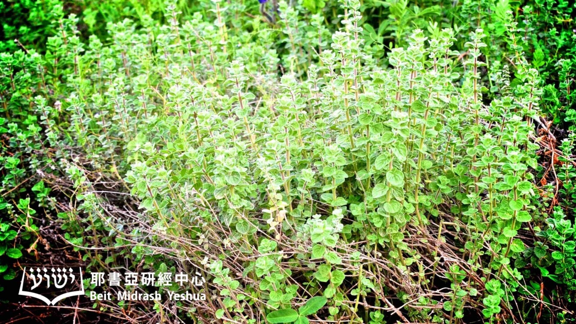 逾越節文章：從牛膝草看拯救 — Herbert Chan | 耶書亞研經中心